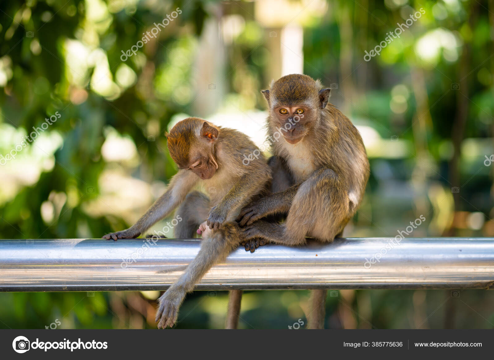 Two Monkeys Hugging