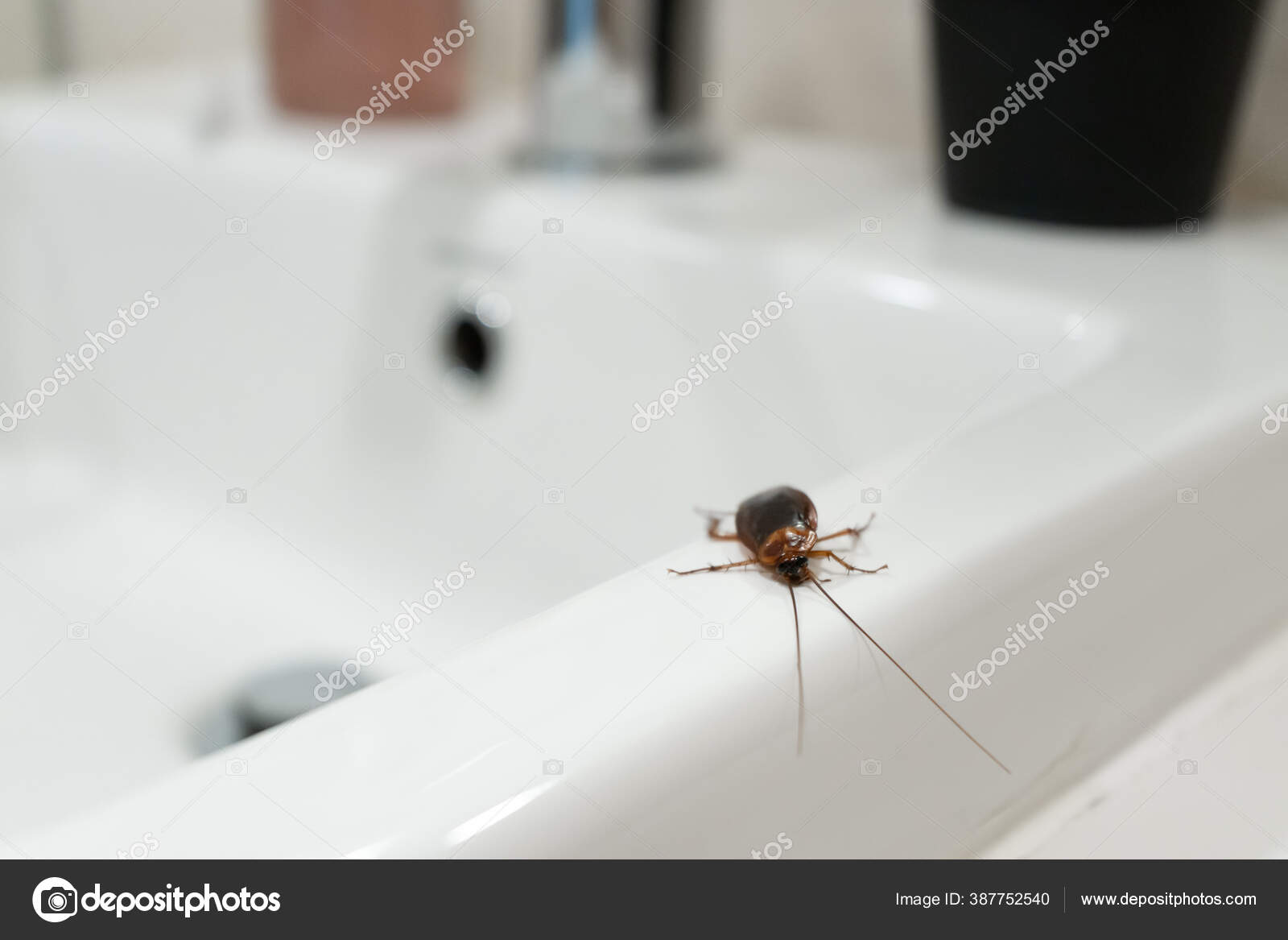 Cockroach Bathroom Sink Problem Insects Stock Photo by ©Kukota 387752540