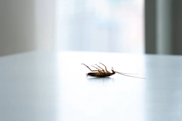Dead cockroach on the floor Stock Photo by ©anankkml 144435805