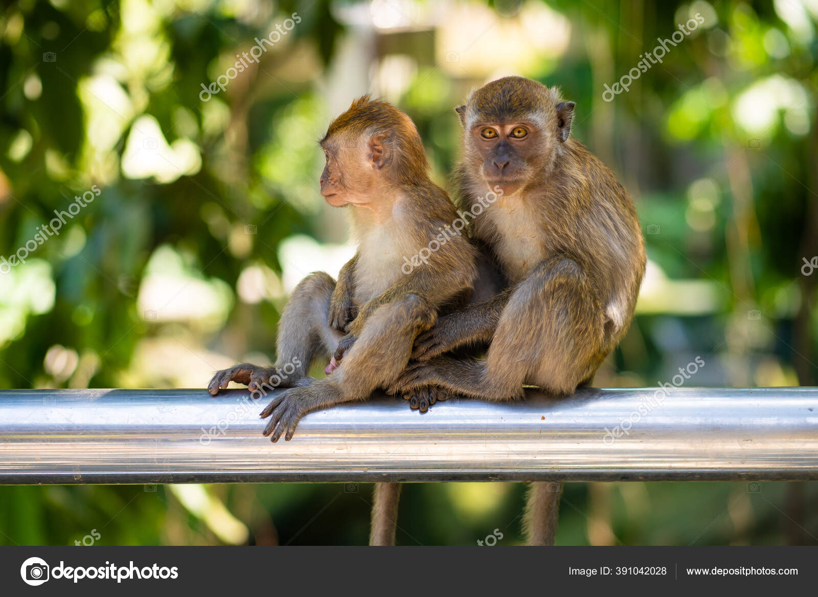 Two Little Monkeys Hug While Sitting Fence — Stock Photo © Kukota #391042028