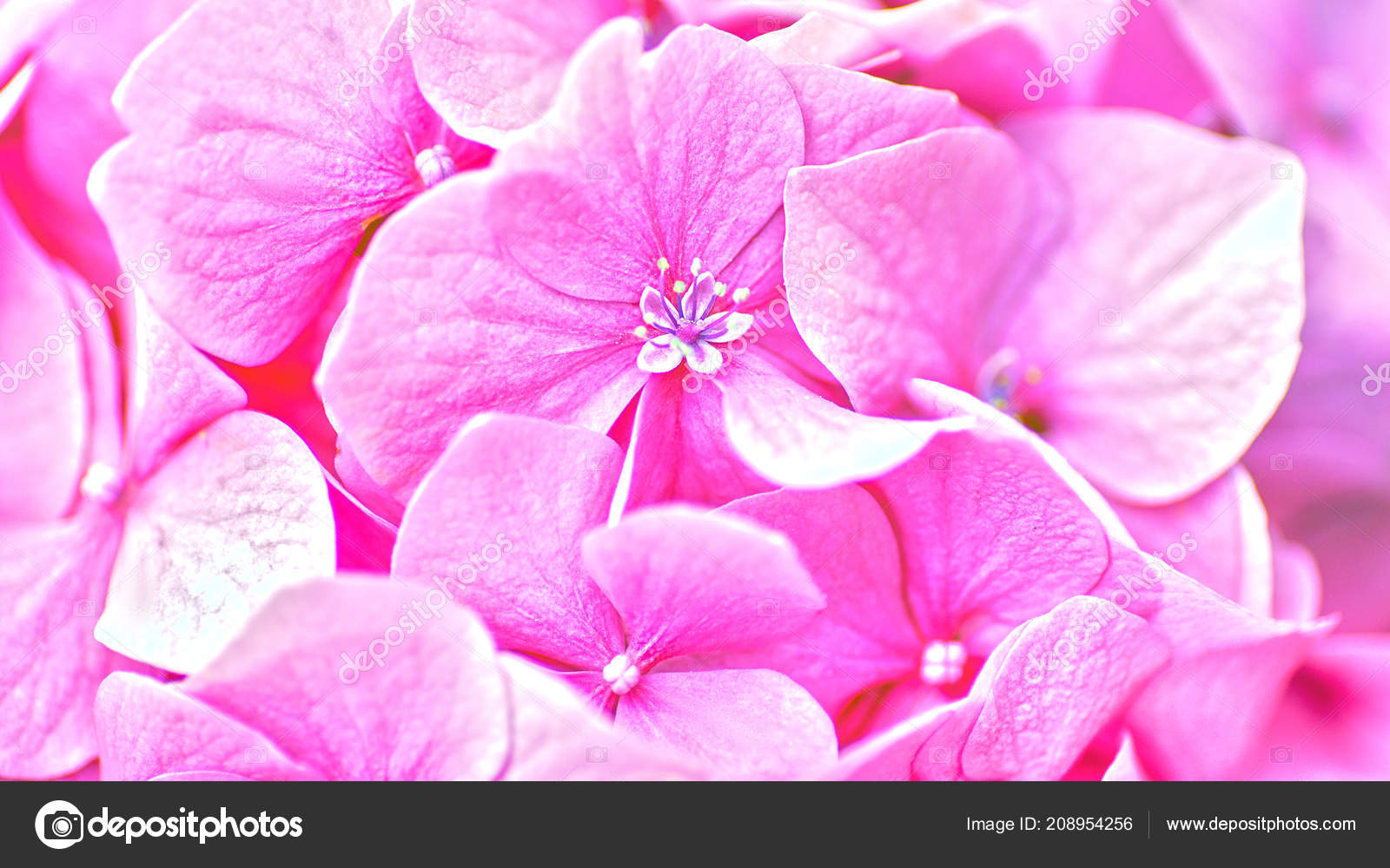Pink Hydrangea Flowers Floral Background Stock Photo by ©tolokonov ...