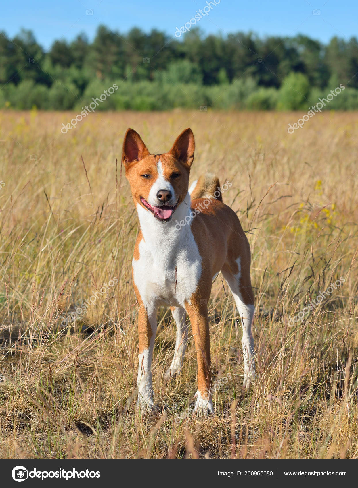 Red Basenji White Markings Standing Rural Background — Stock Photo ...