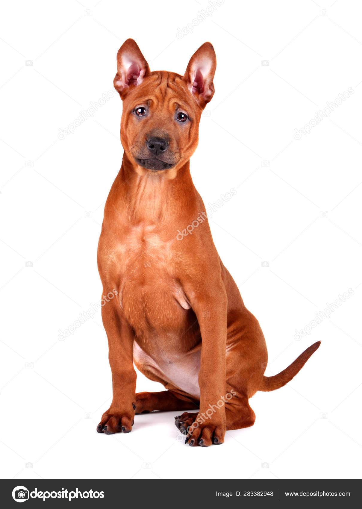 Red Thai Ridgeback
