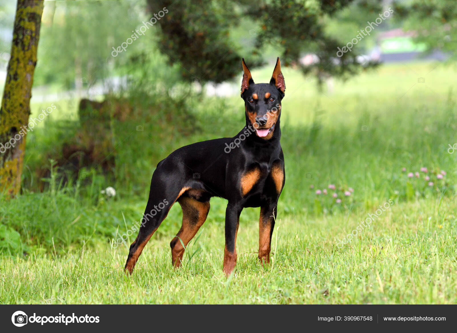 Beautiful German Pinscher Cropped Tail Ears Standing Green Forest ...