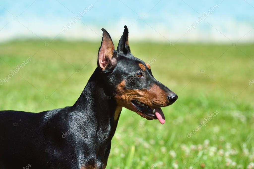 Cachorro Doberman Orejas Sin Cortar