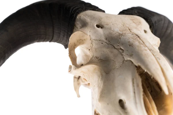 ᐈ Badger skeleton stock photos, Royalty Free ram skeleton images ...