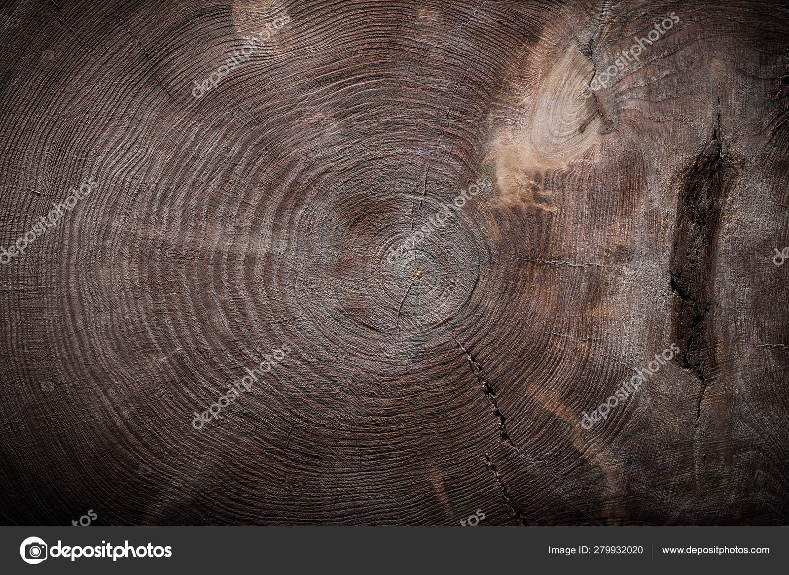 Cross section of tree trunk with texture — Stock Photo © mihalec #279932020