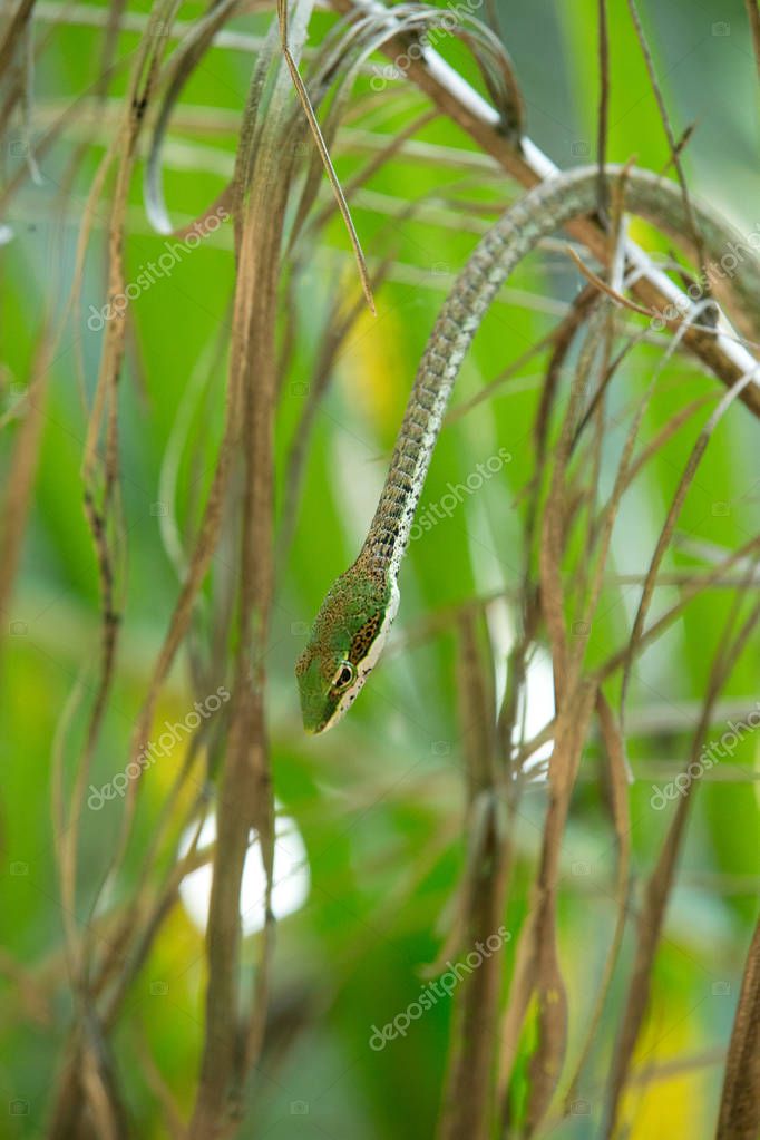 Rough Green Snake on Green Background - (en inglés) (en inglés) (en ...
