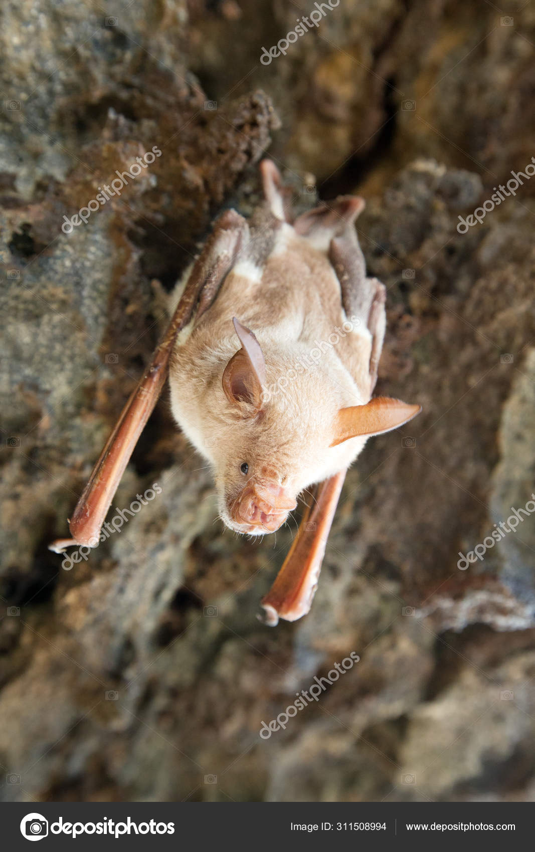 Vampire Bat Hanging Upside Down