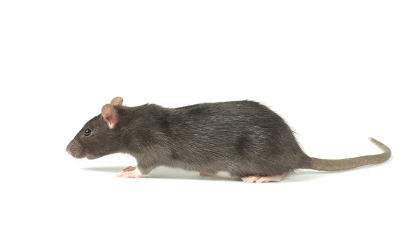 Rat no background Stock Photos, Royalty Free Rat no background Images ...