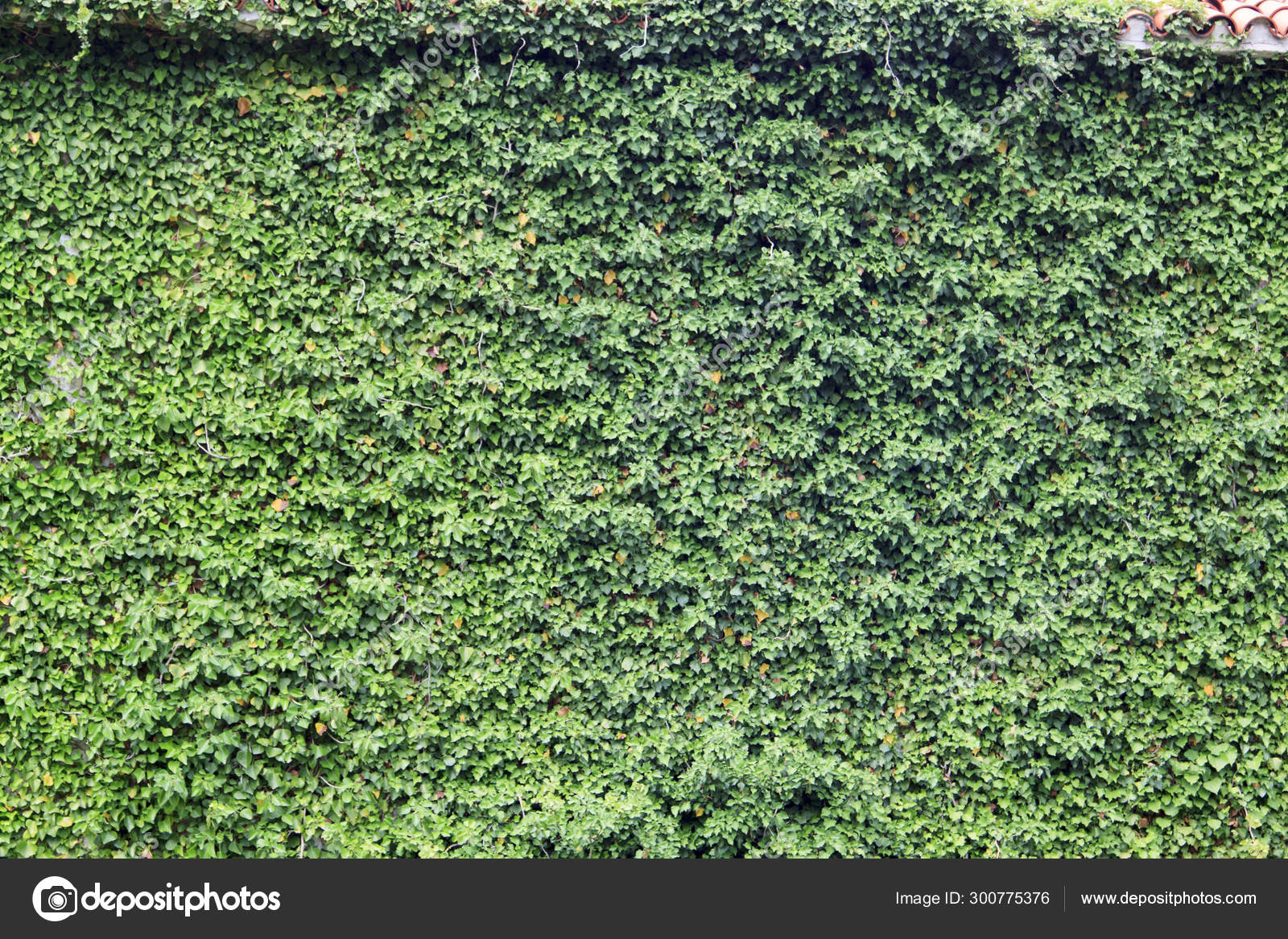 Wall hidden under a winding ivy with an ancient stones Stock Photo by ...