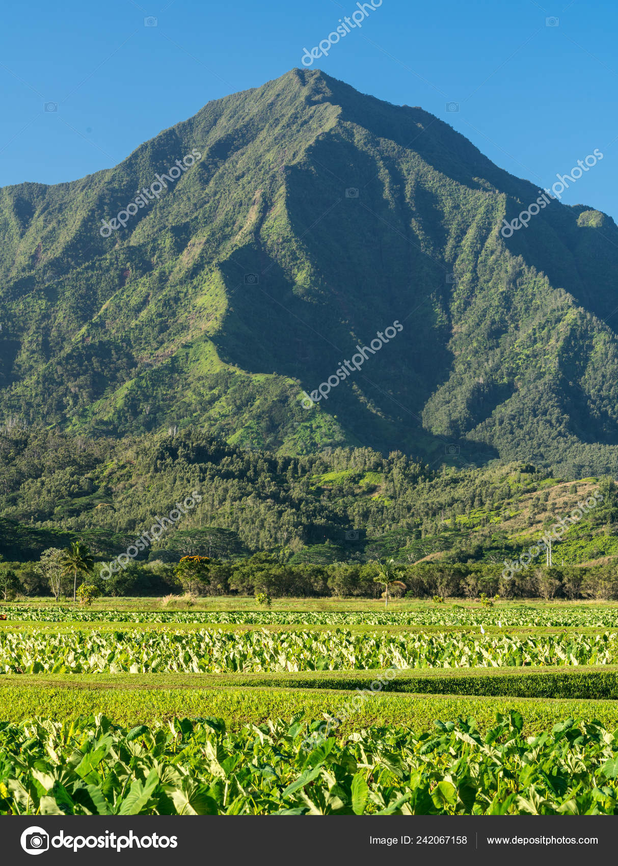 Taro leaves frame the Na Pali mountains in Kauai — Stock Photo ...