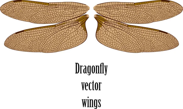 Dragonfly wings Vector Art Stock Images | Depositphotos