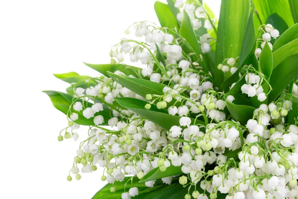 Lilies of the valley isolated on white background — Stock Photo ...