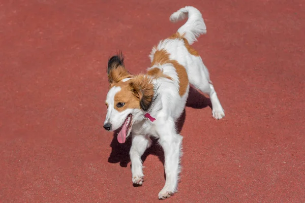 ᐈ Welsh springer spaniel stock pics, Royalty Free welsh springer ...