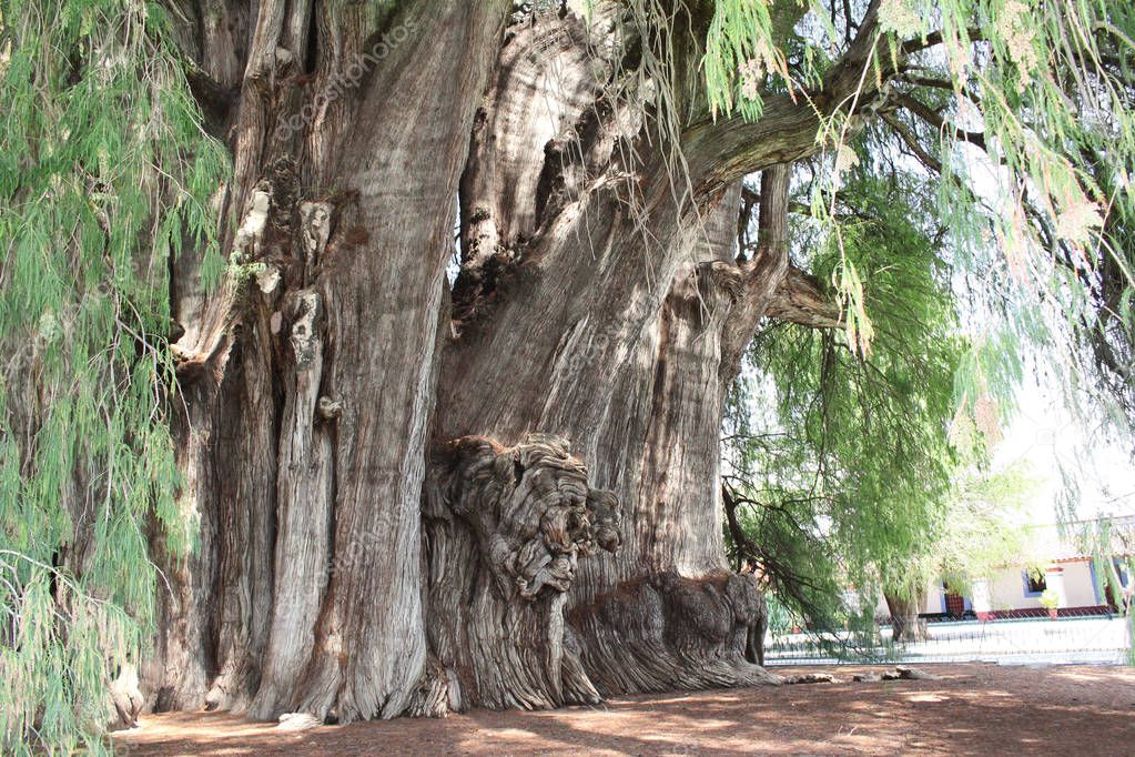 Árbol de Tule (Taxodium huegelii, ciprés de Montezuma), se dice que es ...
