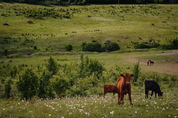 Young calves eat fresh green grass on the slopes near the farm. Spring ...