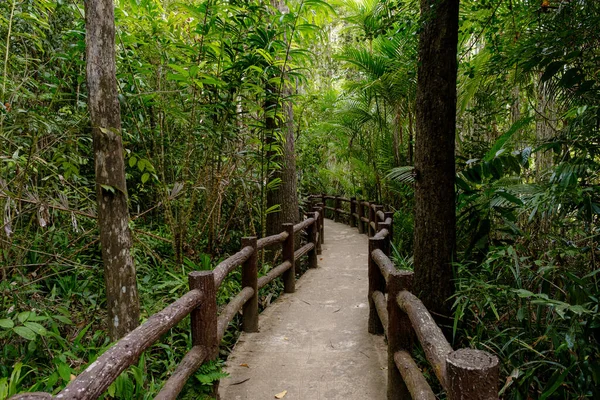 Rainforest path Stock Photos, Royalty Free Rainforest path Images ...