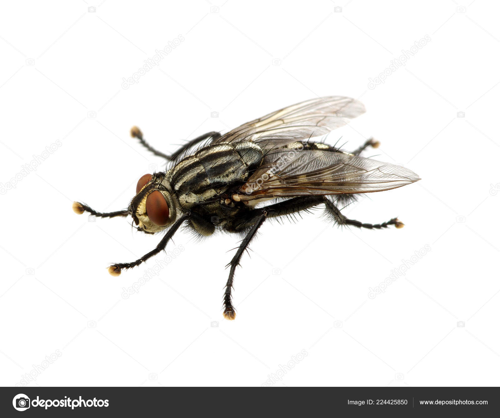 Fly Isolated White — Stock Photo © Ale-ks #224425850