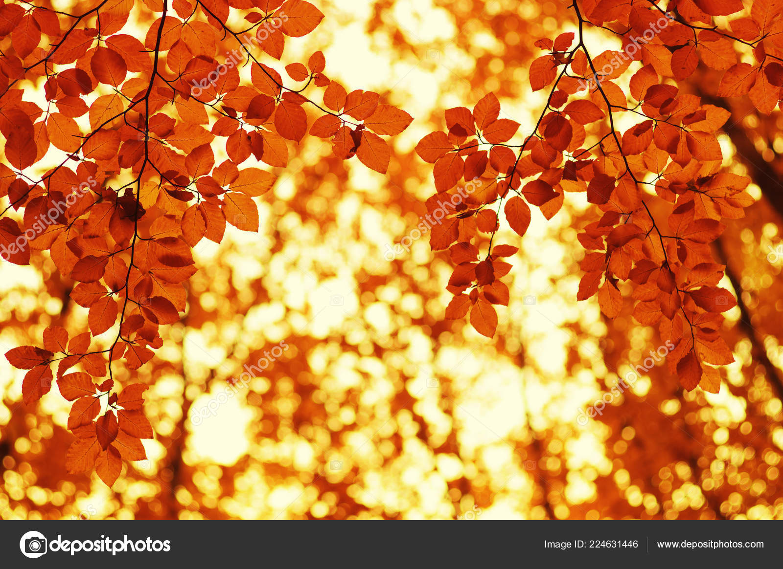 Autumn Leaves Blurred Nature Background Shallow Focus Fall Bokeh Stock ...