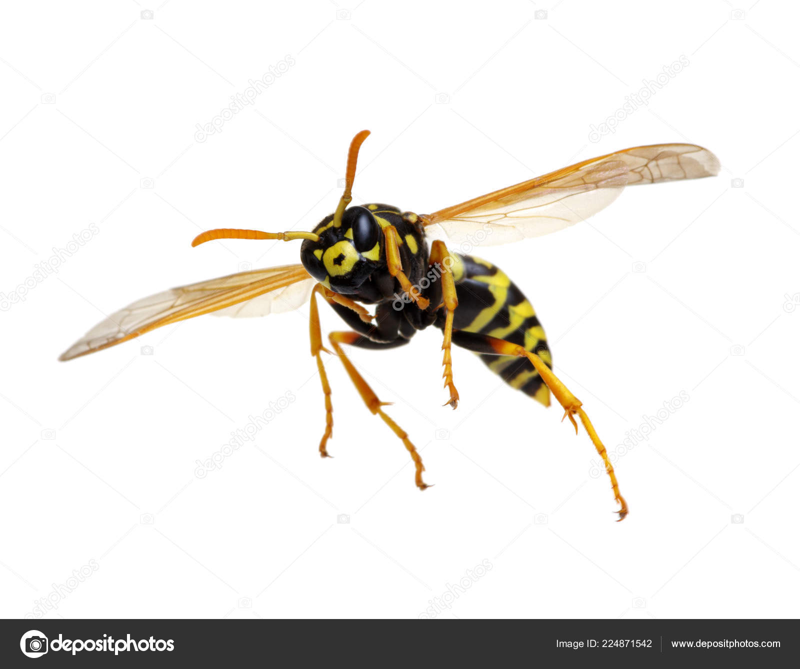 Wasp Isolated White Background Stock Photo by ©Ale-ks 224871542