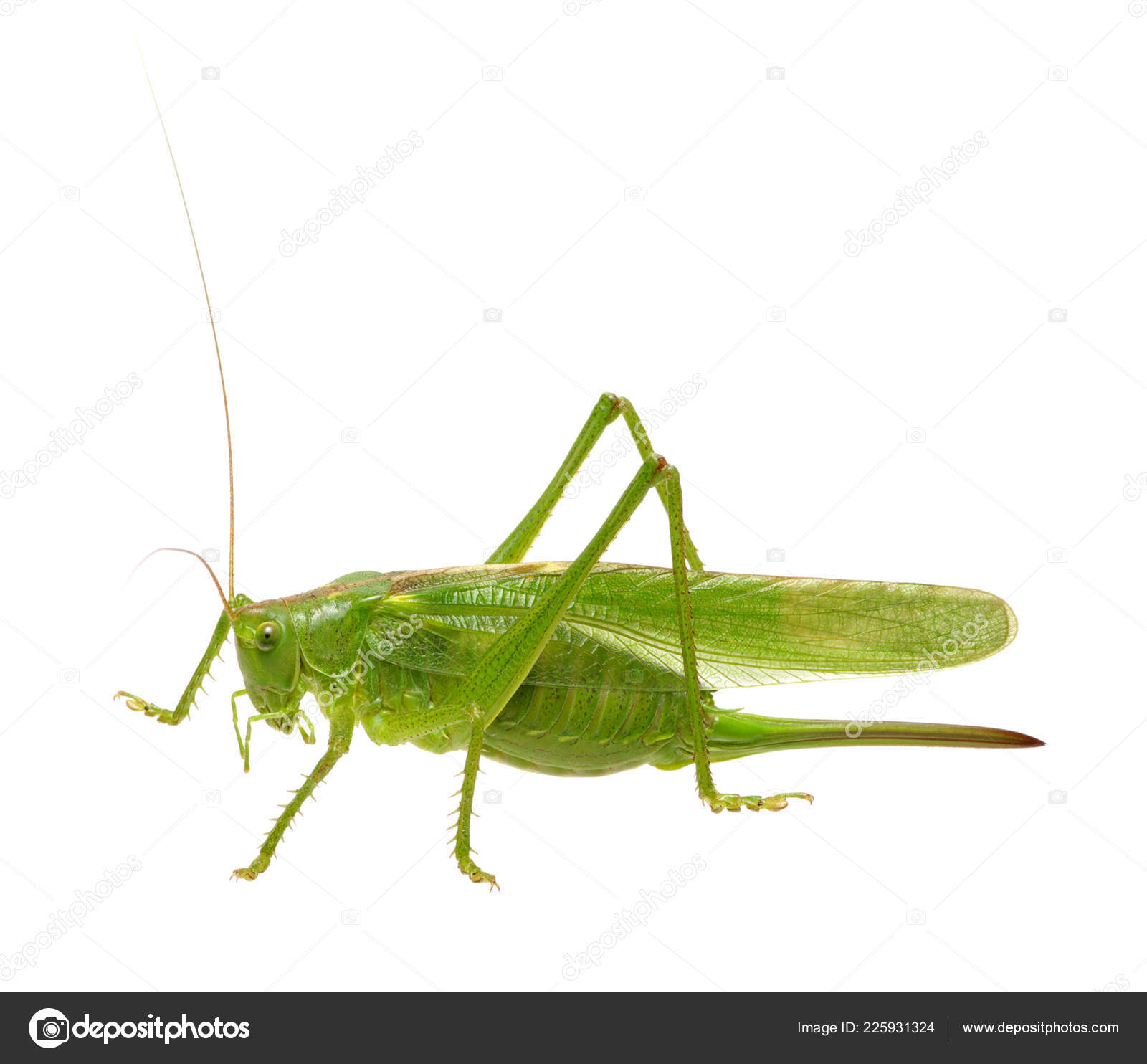 Green Locust Isolated White Background Stock Photo by ©Ale-ks 225931324