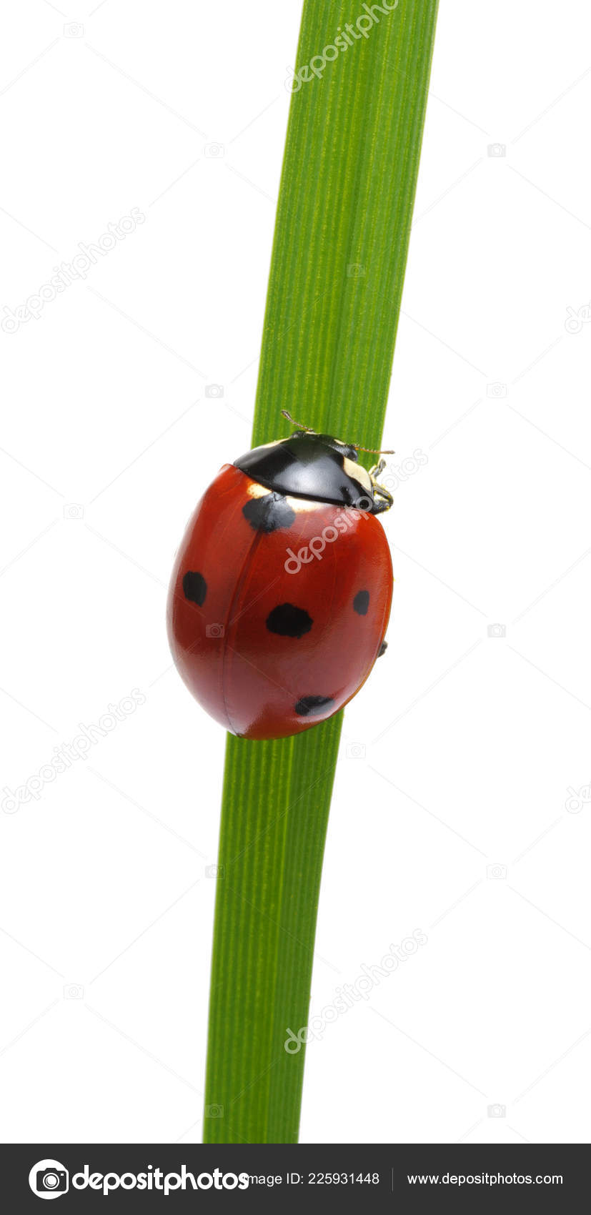 Ladybug Green Grass Isolated White Background — Stock Photo © Ale-ks ...