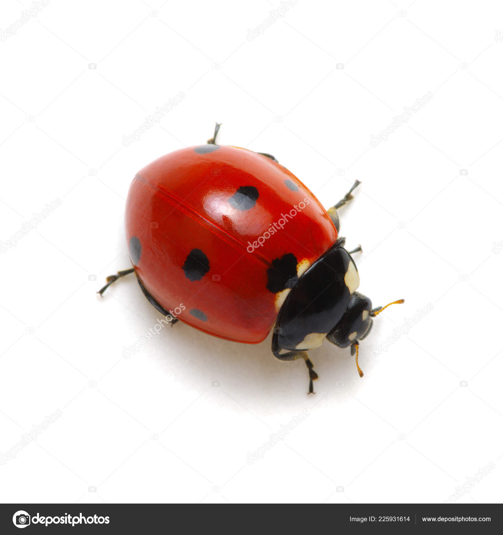 Ladybug Isolated White Background Stock Photo by ©Ale-ks 225931614