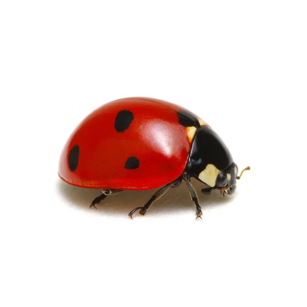 Ladybug white background Stock Photos, Royalty Free Ladybug white ...