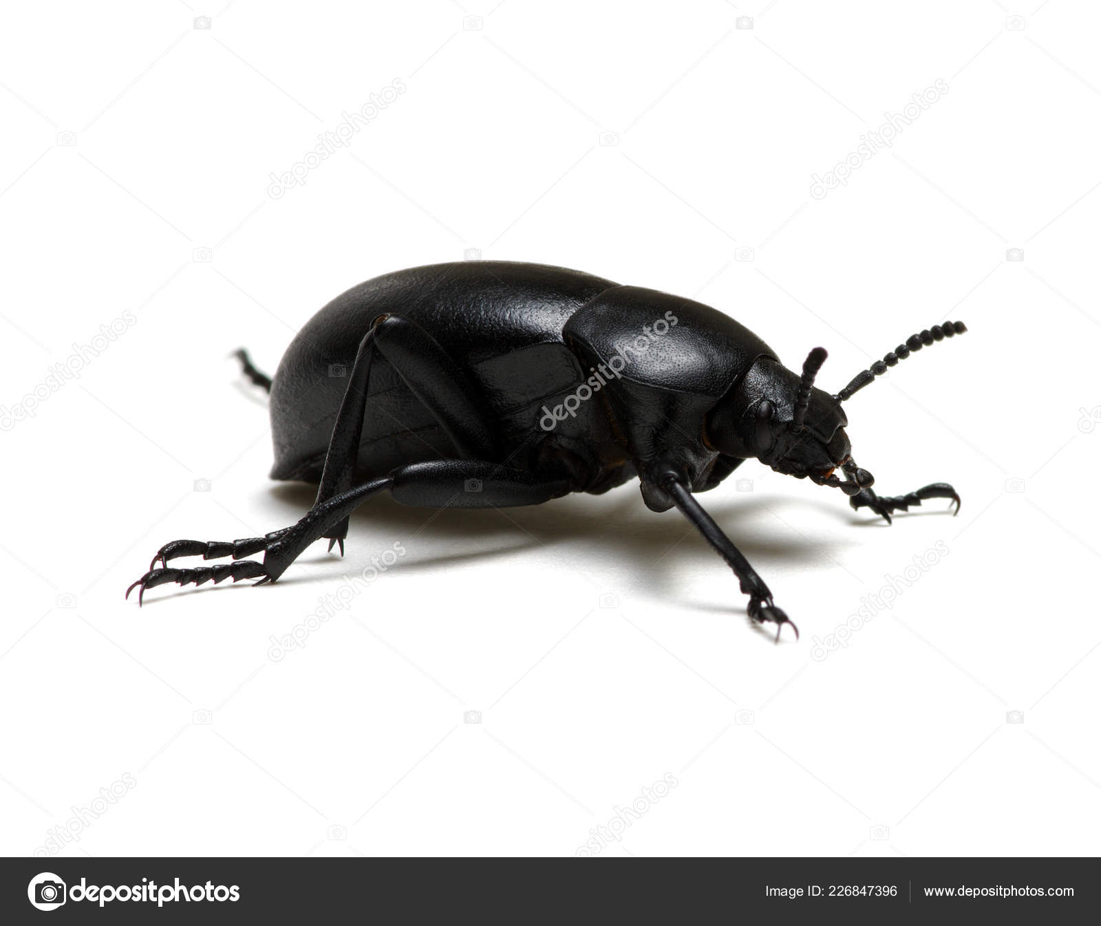 Černý Brouk Izolovaný Bílém — Stock Fotografie © Ale-ks #226847396
