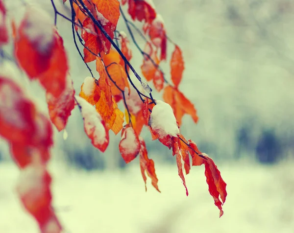 Fall winter background Stock Photos, Royalty Free Fall winter ...