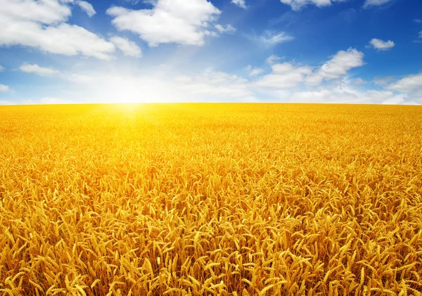 Wheat field sun Stock Photos, Royalty Free Wheat field sun Images ...