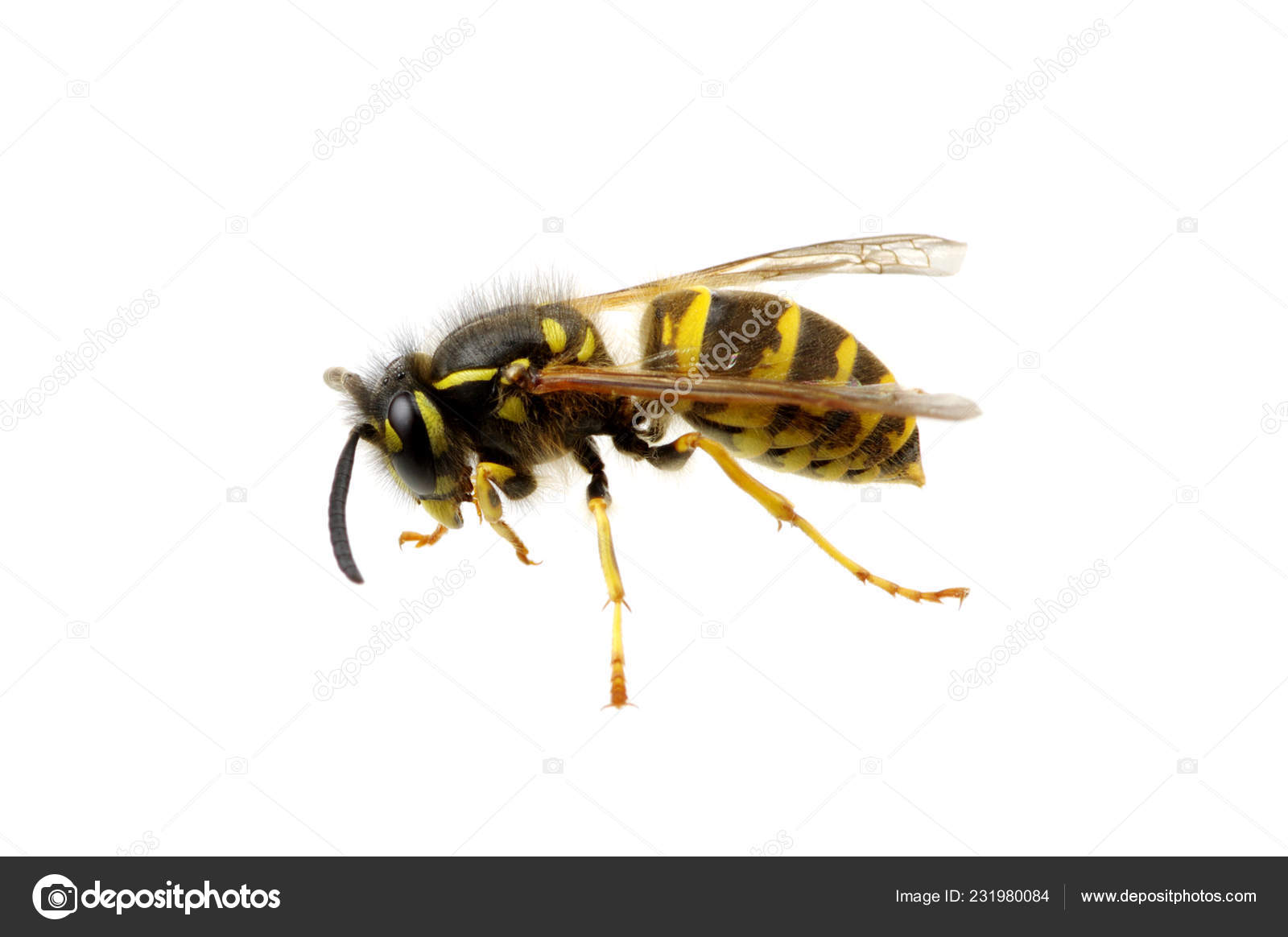 Wasp Isolated White Background — Stock Photo © Ale-ks #231980084