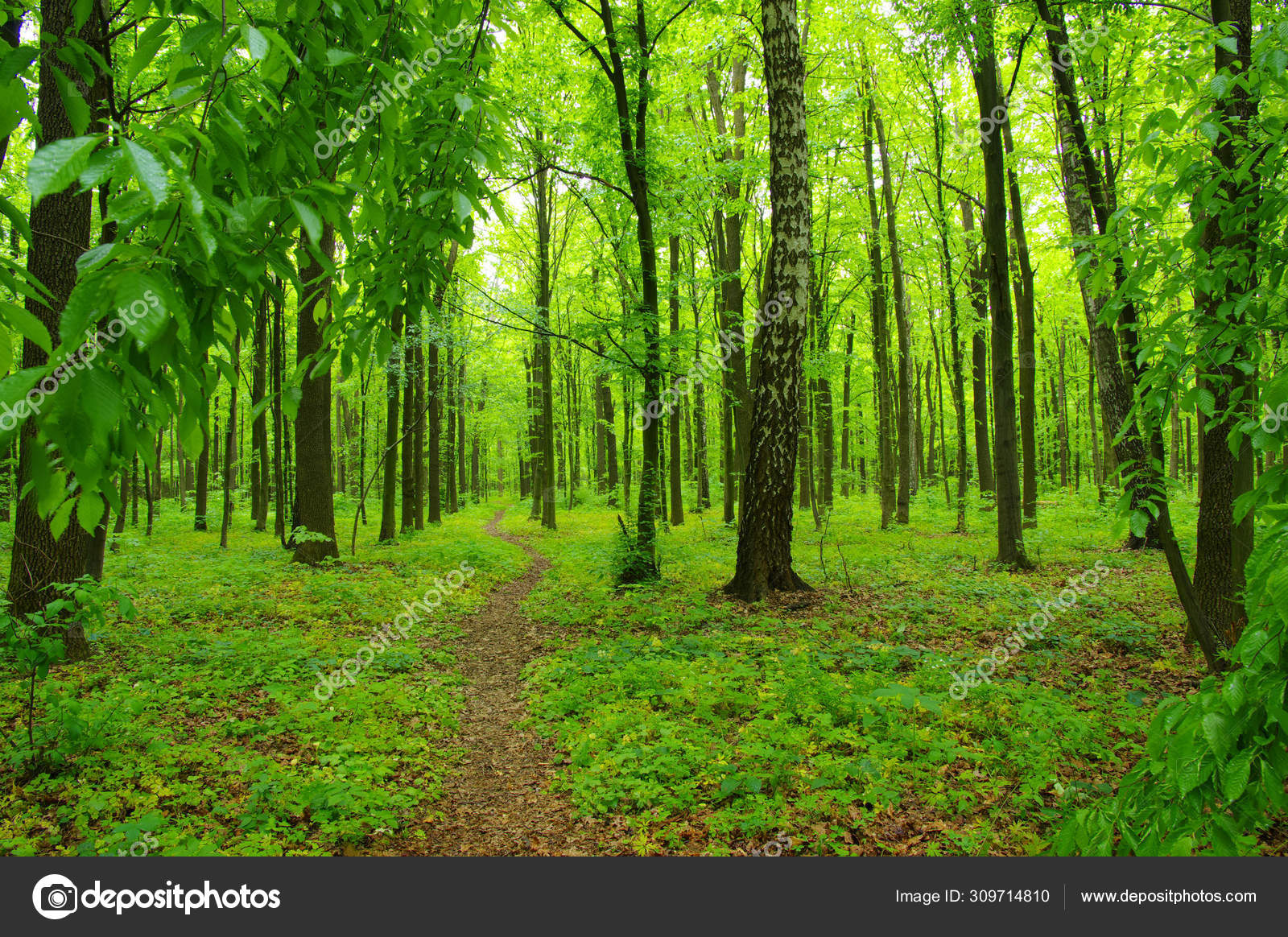Forest trees in spring Stock Photo by ©Ale-ks 309714810