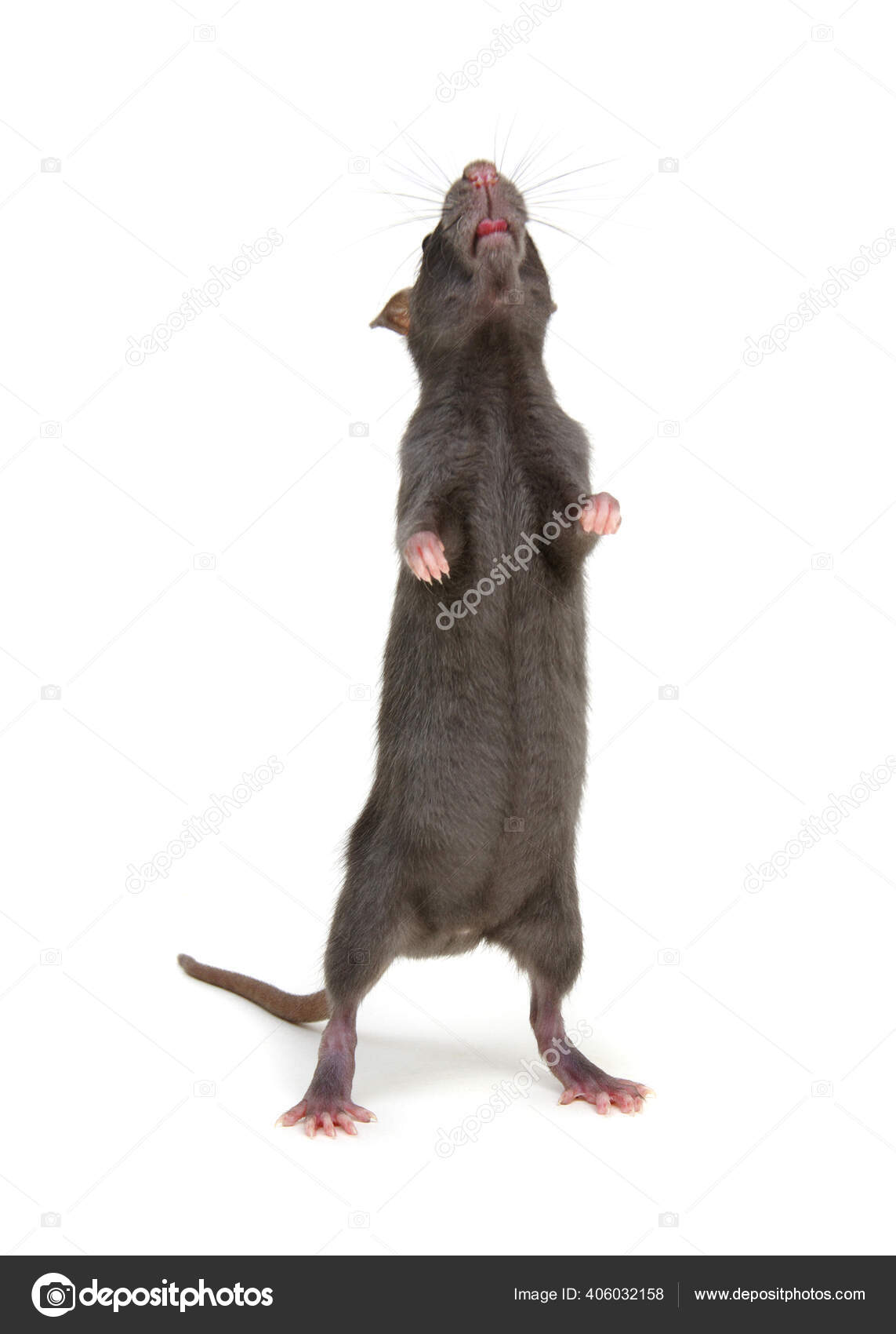 Rat Standing Hind Legs White Background — Stock Photo © Ale-ks #406032158