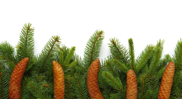 Conos de árbol de piel fotos de stock, imágenes de Conos de árbol de ...