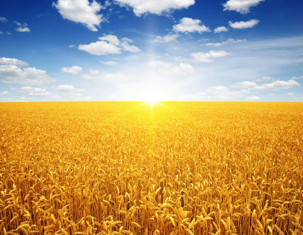 Field sun crops Stock Photos, Royalty Free Field sun crops Images ...