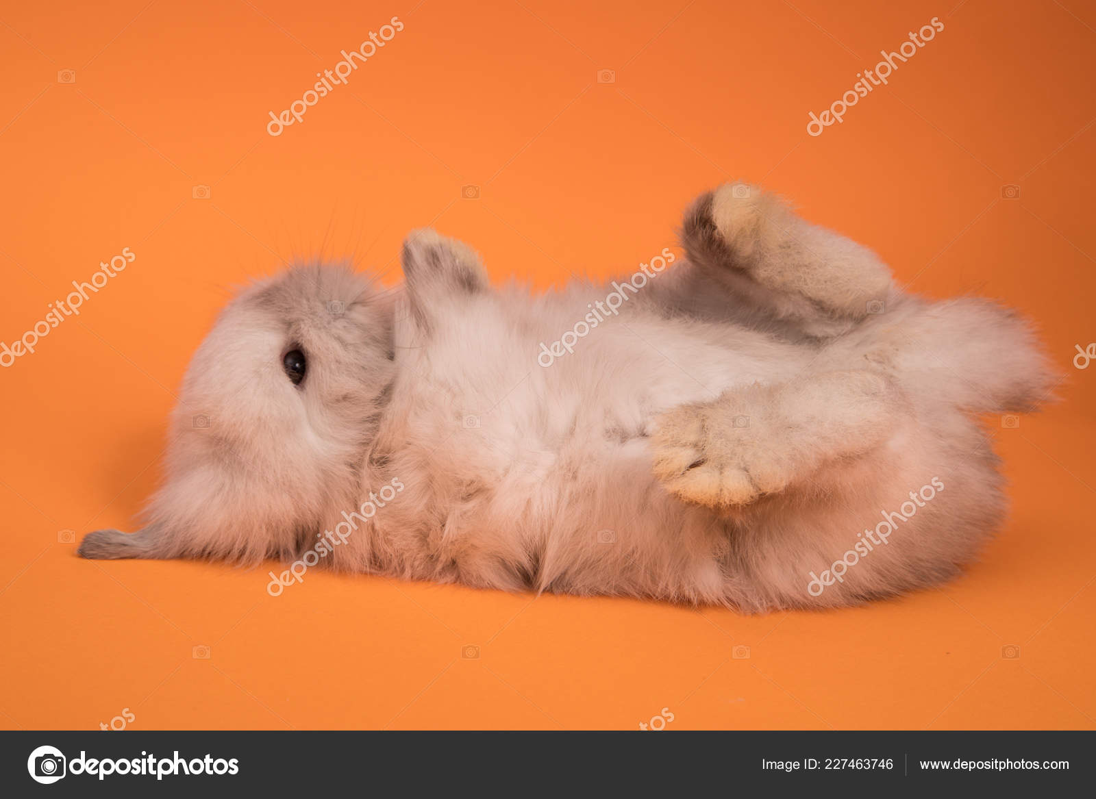 Small cute rabbit lying — Stock Photo © Djemphoto #227463746