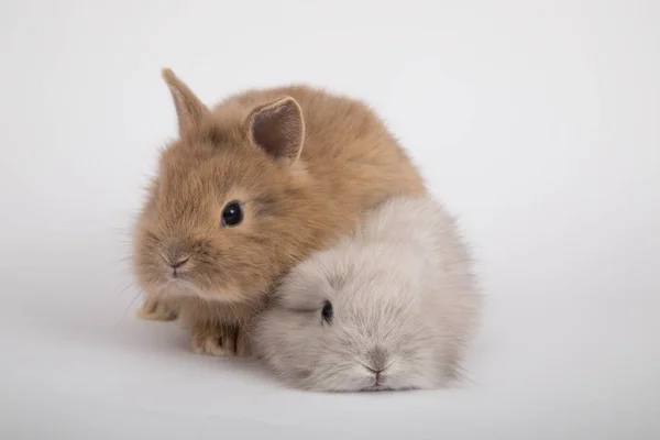 Hamster and rabbit Stock Photos, Royalty Free Hamster and rabbit Images ...