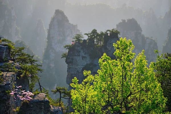 China forest Stock Photos, Royalty Free China forest Images | Depositphotos