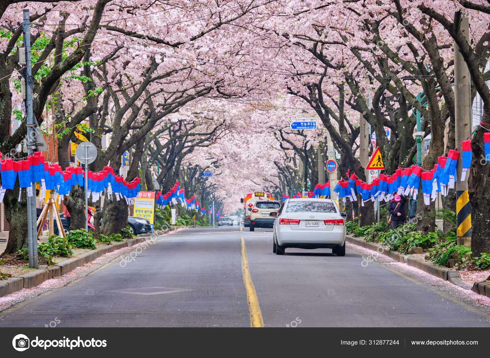 Blooming sakura cherry blossom trees in Korea – Stock Editorial Photo ...