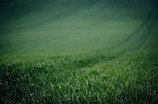 Fondo de campo de hierba verde — Foto de stock #537530924 © Roxana
