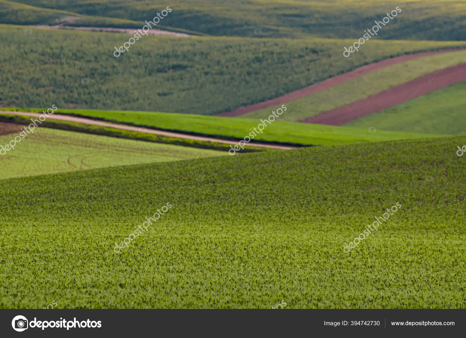 Fondo de campo de hierba verde — Foto de stock #394742730 © Roxana
