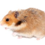 Hamster Stock Photo by ©kurashova 302906304