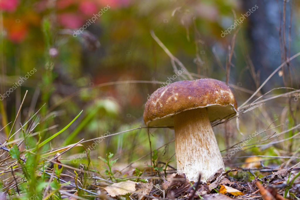 El hongo blanco grande crece en el bosque. Boletus grande crecen en ...