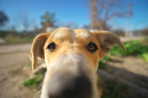 Smooth coat collie Stock Photos, Royalty Free Smooth coat collie Images ...