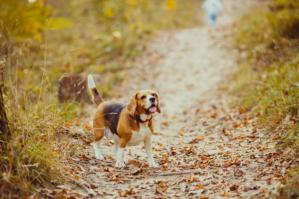 Walking dog fall Stock Photos, Royalty Free Walking dog fall Images ...