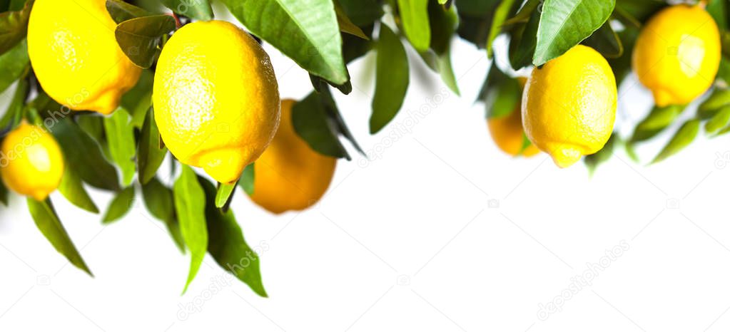 Rama de limón aislada sobre el fondo blanco 2023