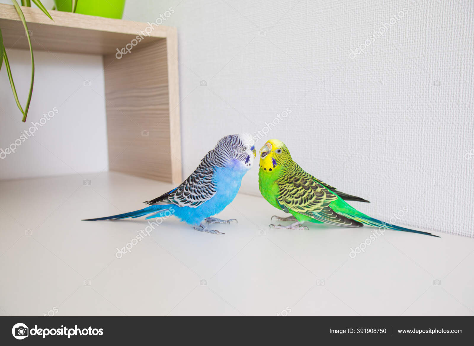 Linda comunicación de los dos loros domésticos: fotografía de stock ...