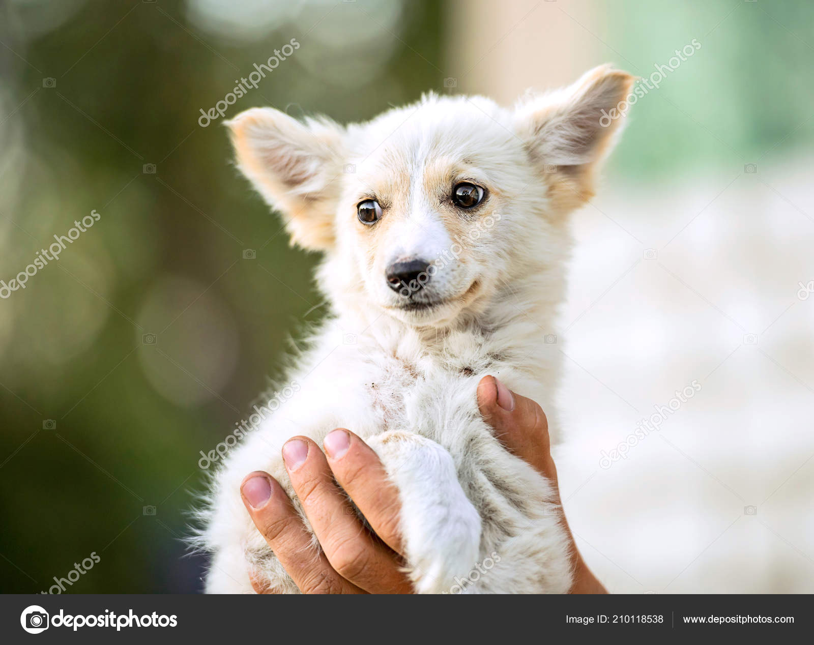 Mongrel Dogs For Sale Askal Rottweiler Puppy 3+ Thousand Large Mongrel ...